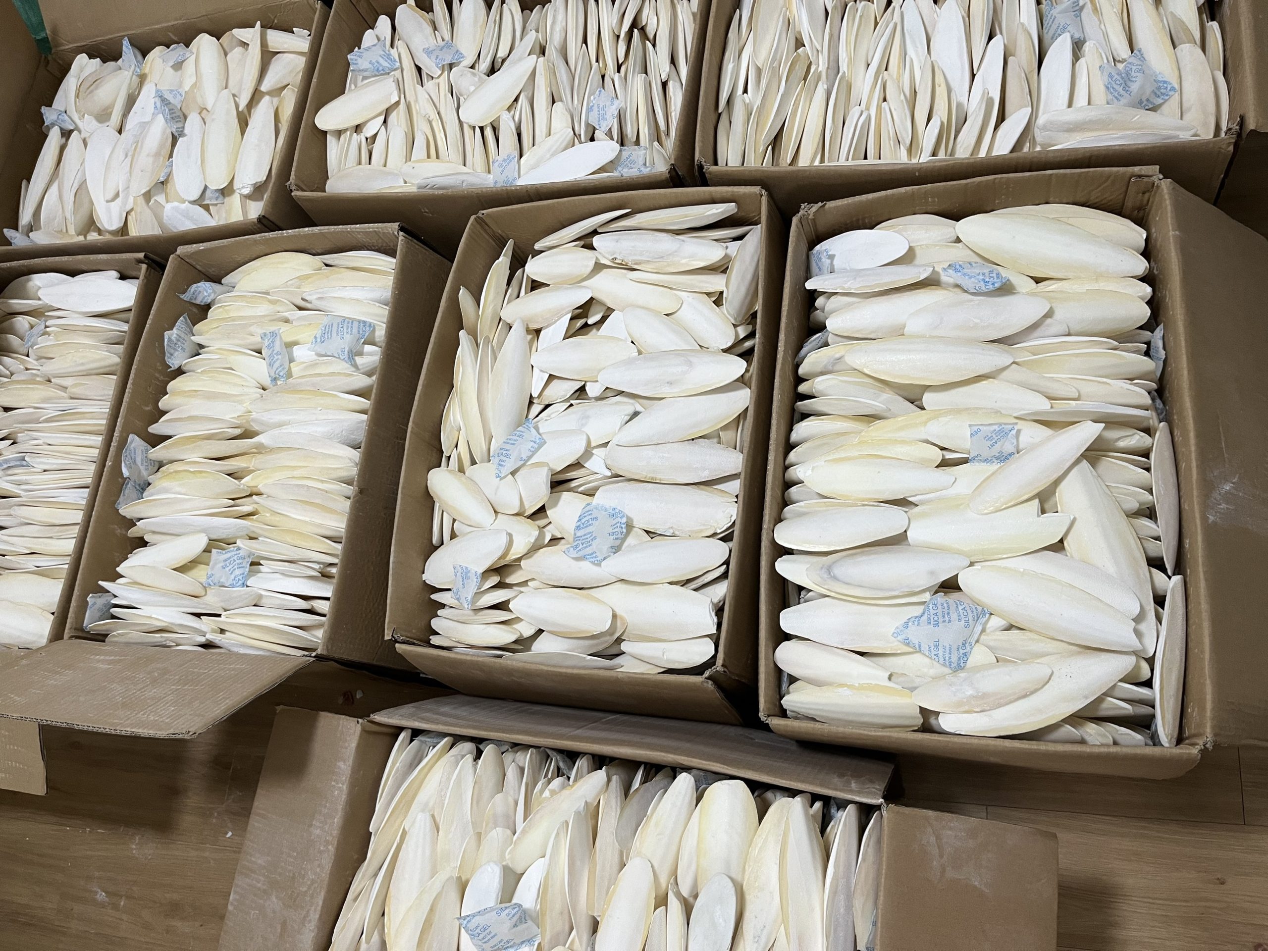DRIED CUTTLEFISH BONE – Bluelotusfarm