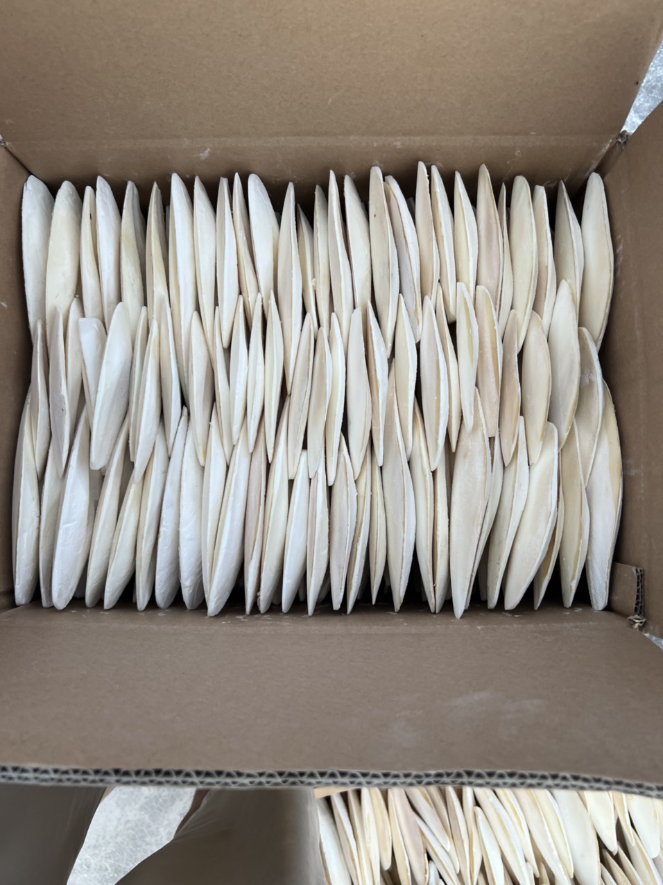 DRIED CUTTLEFISH BONE – Bluelotusfarm