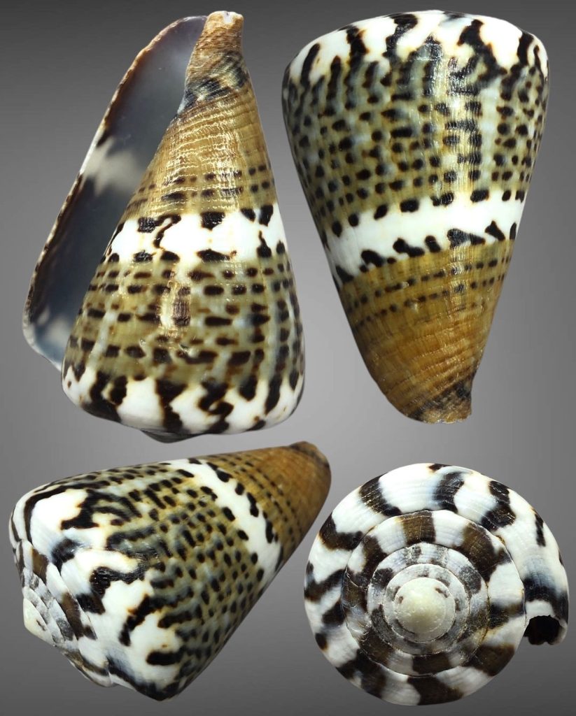 CONUS SHELL – Bluelotusfarm